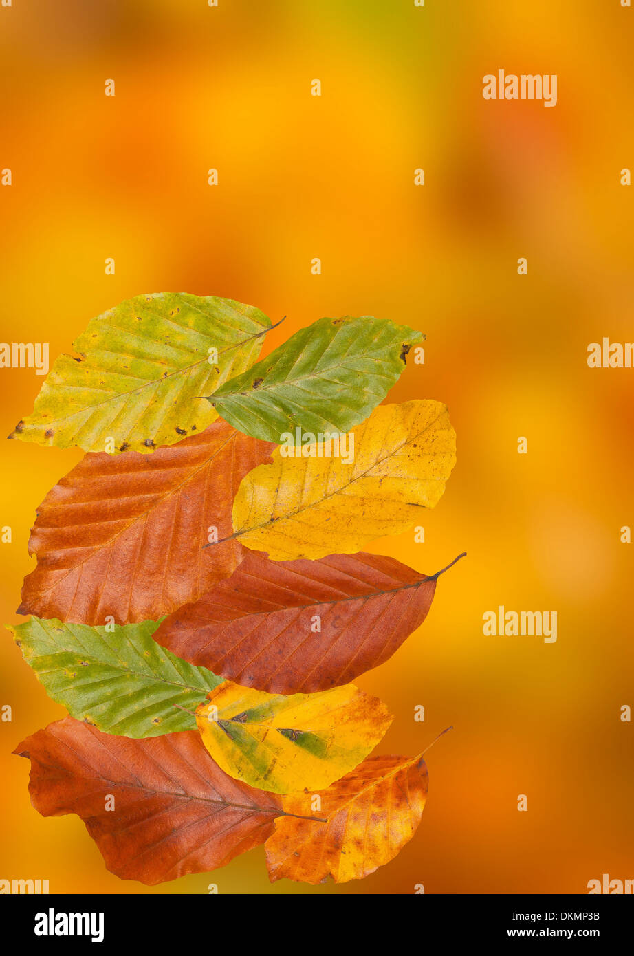 Plants design for cover hi-res stock photography and images - Alamy