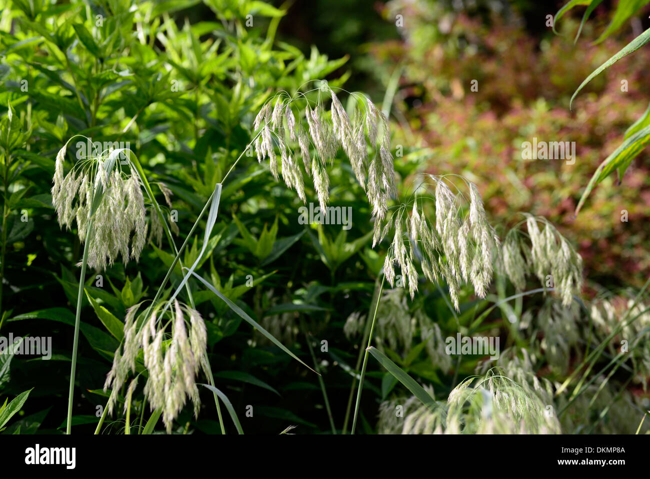 Calamagrostis emodensis hi-res stock photography and images - Alamy