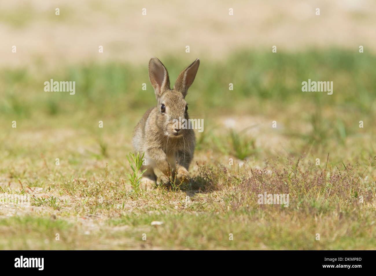 Rabbit Running Stock Photos & Rabbit Running Stock Images - Alamy
