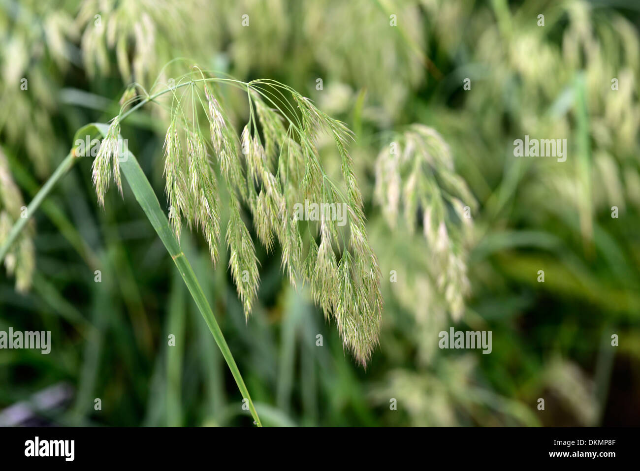 Calamagrostis emodensis ornamental reedgrass grass grasses seeds ...