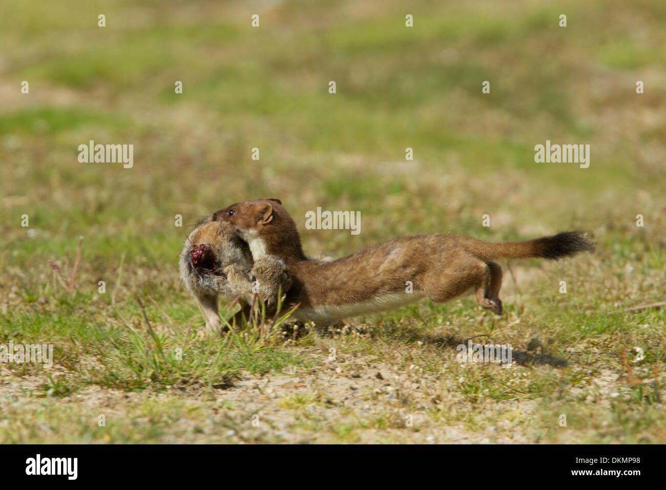 Stoat British High Resolution Stock Photography and Images - Alamy
