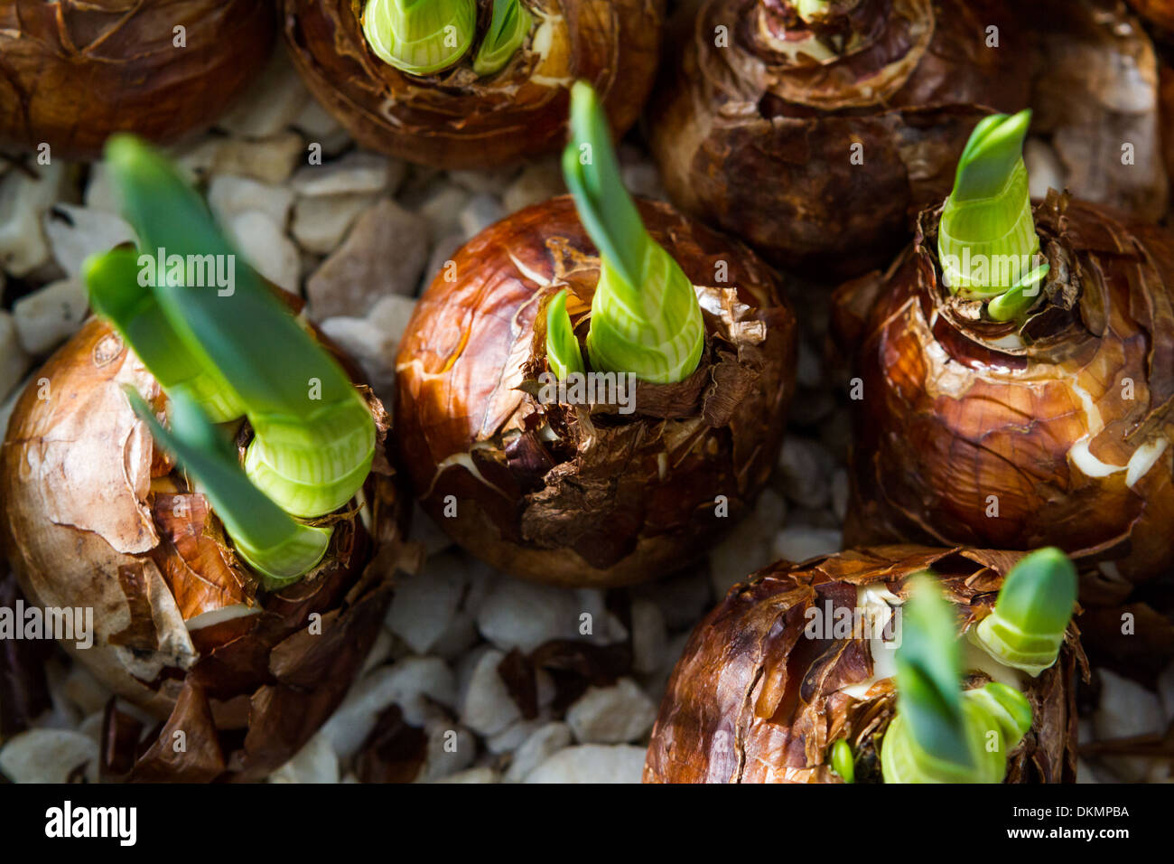Many Paperwhites bulb flowers ready for planting Stock Photo - Alamy