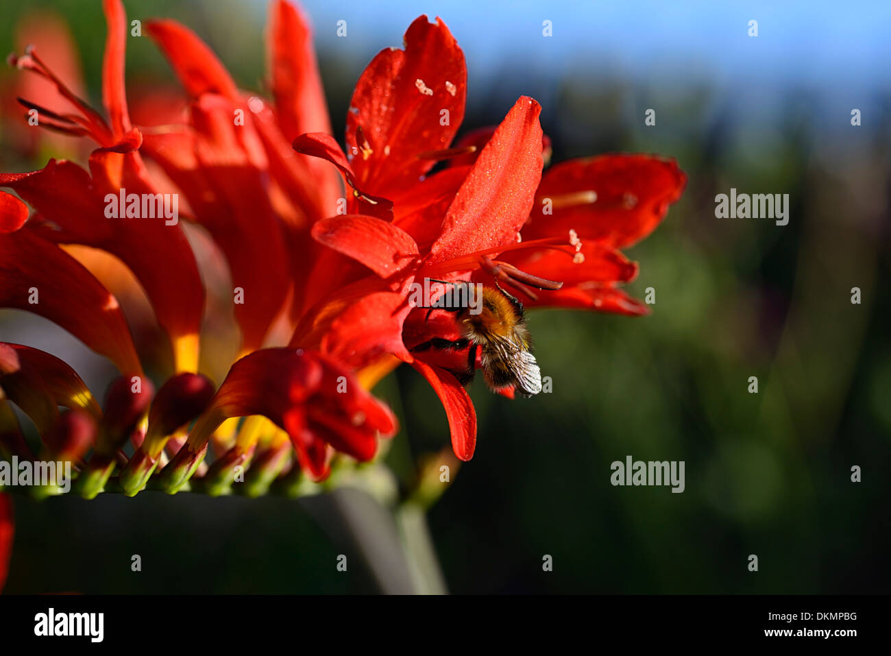 crocosmia lucifer bee landing red flower flowers flowering corm ...