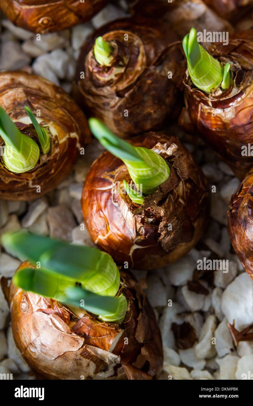 Many Paperwhites bulb flowers ready for planting Stock Photo - Alamy