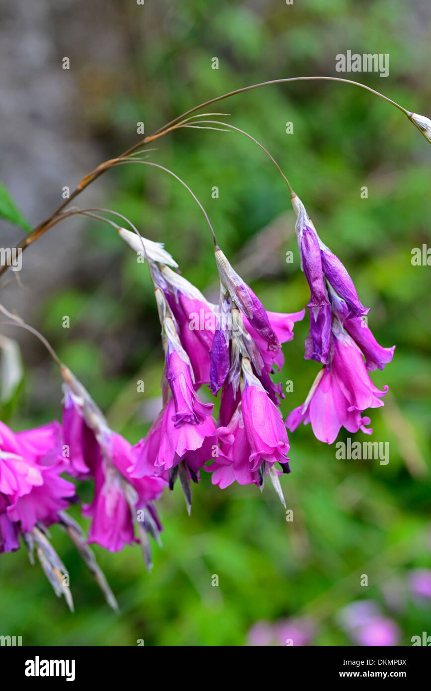 Dierama pulcherrimum closeup bright pink hi-res stock photography and ...