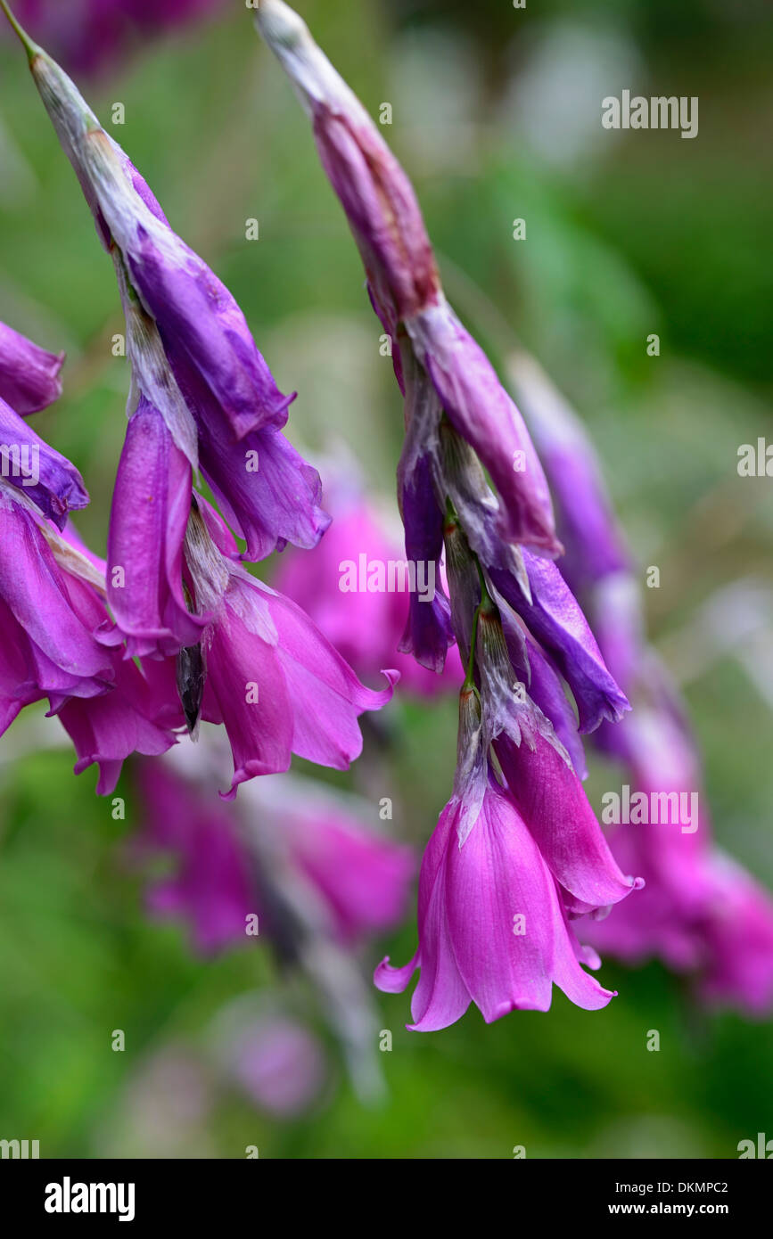 Dangling Flowers Stock Photos & Dangling Flowers Stock Images - Alamy