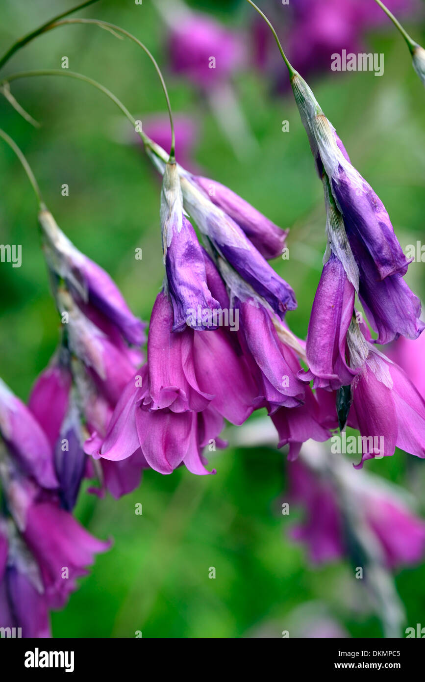 Dangling Flowers Stock Photos & Dangling Flowers Stock Images - Alamy