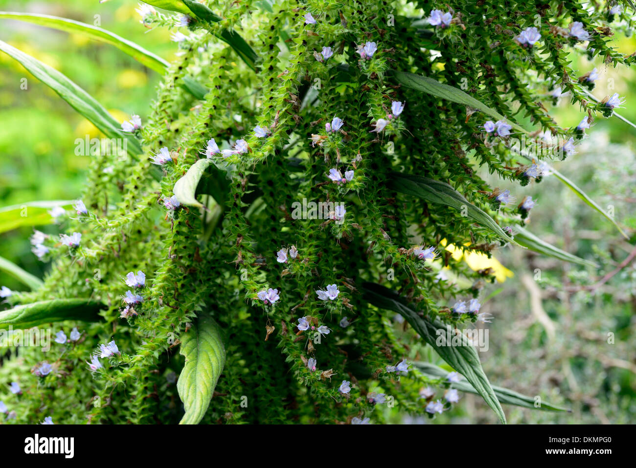 Giant Viper's bugloss echium pininana tree echium flower spike tower ...