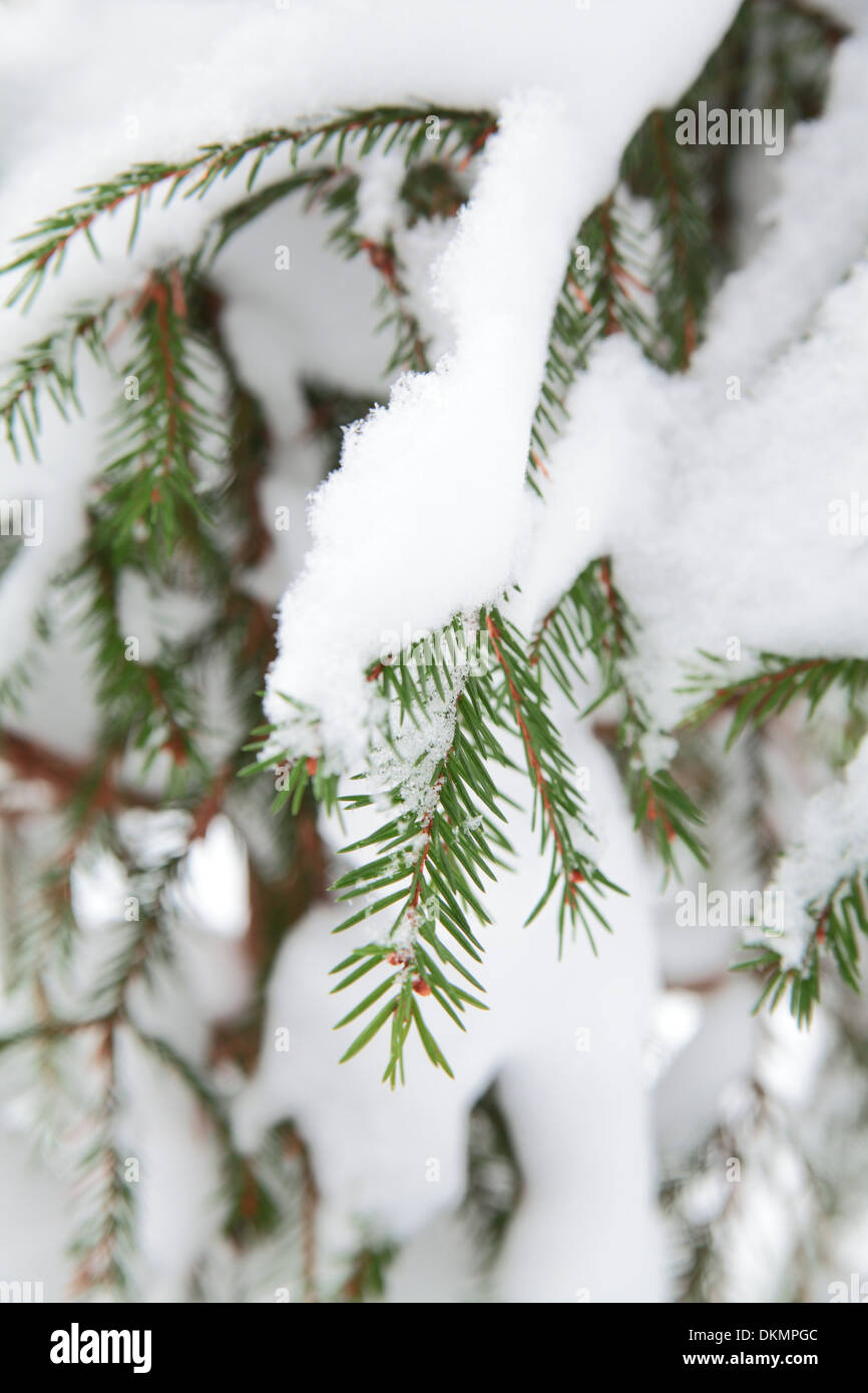 Christmas evergreen spruce tree with fresh snow Stock Photo - Alamy