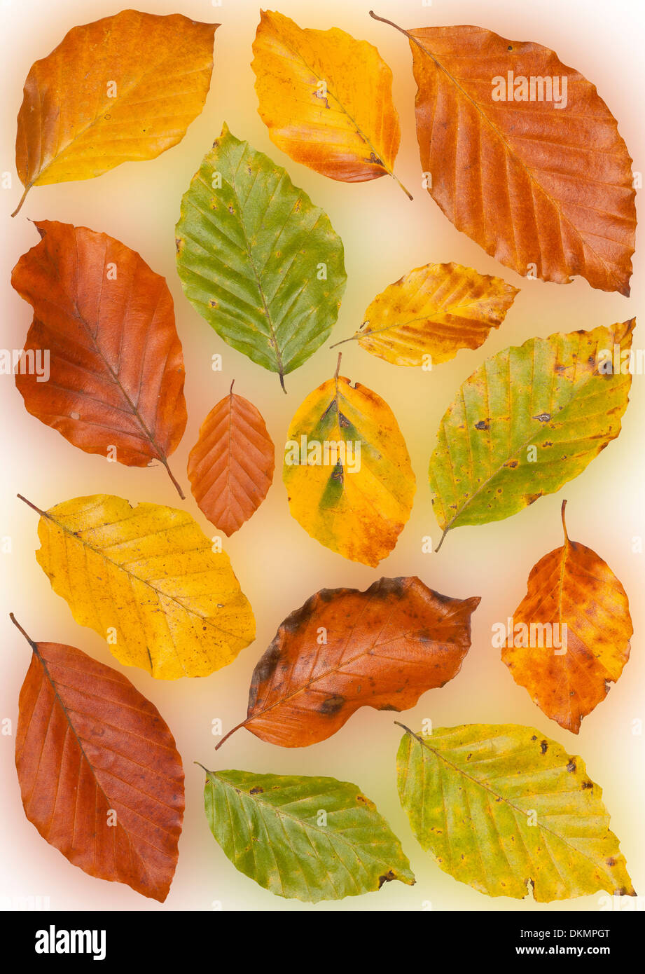 Autumn Leaves on a pastel background Stock Photo - Alamy