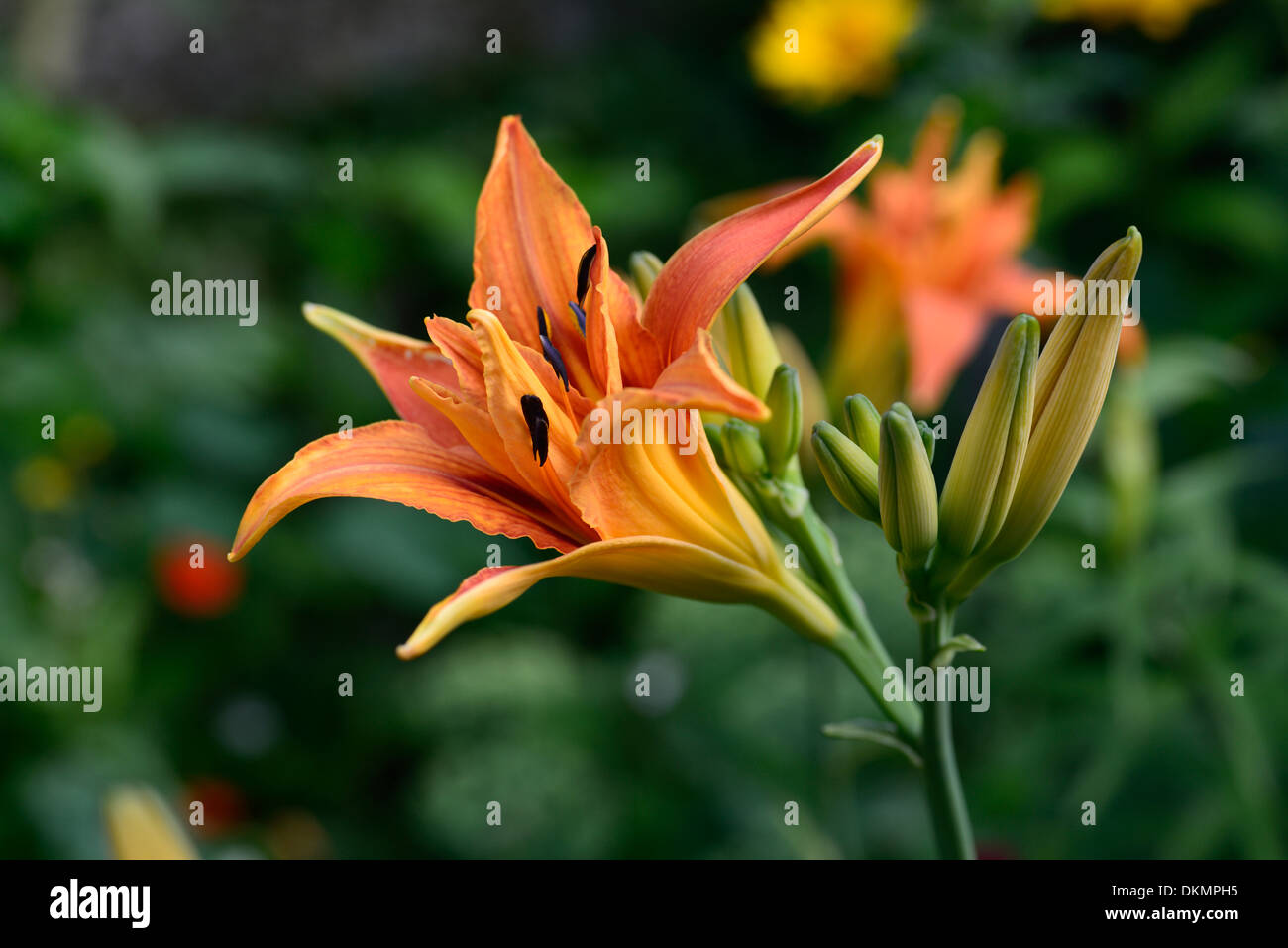 Hemerocallis fulva hi-res stock photography and images - Alamy