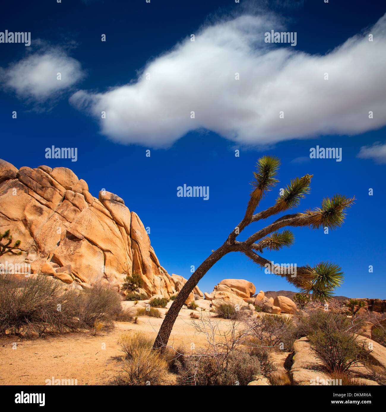 Joshua Tree National Park Intersection rock in Mohave desert California ...