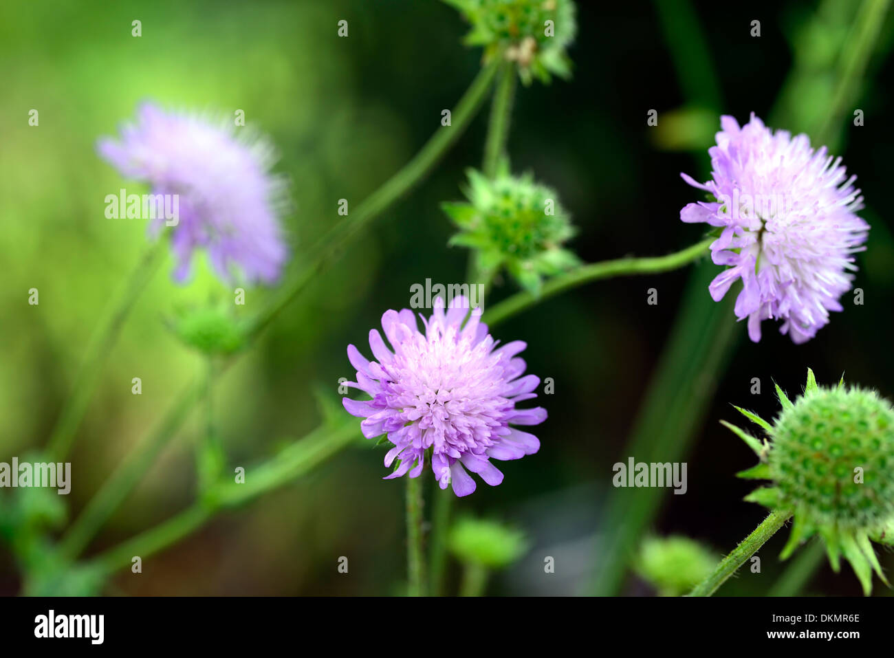 Knautia arvensis hi-res stock photography and images - Alamy