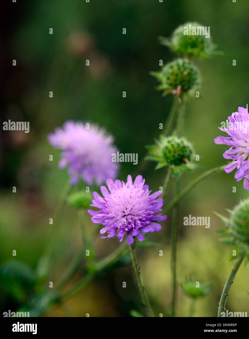 knautia arvensis field scabious scabiosa purple flowers flowering ...