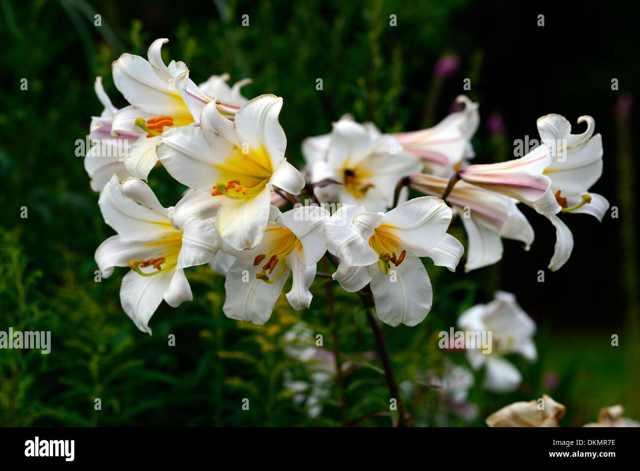 lilium regale regal lily lilies white flowers flowering blooms scented ...