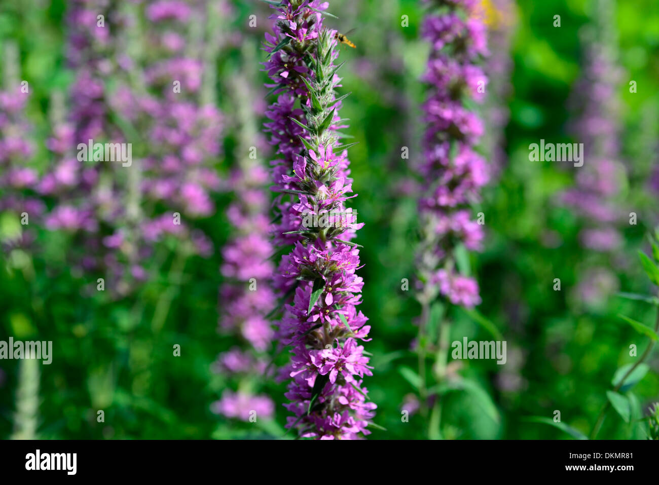 Lythrum salicaria purple loosestrife hi-res stock photography and ...
