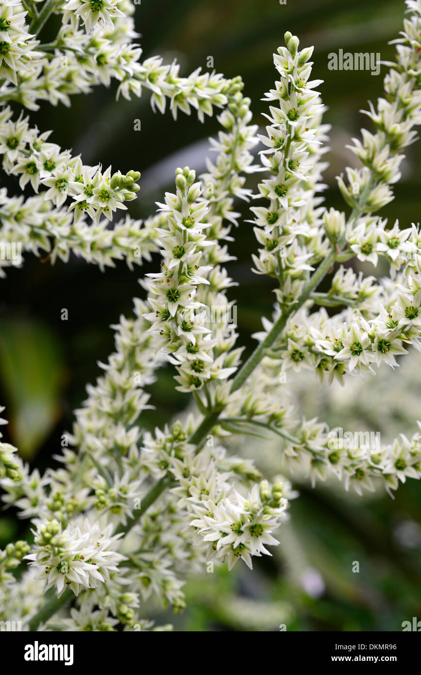 veratrum album false helleborine european white hellebore cream white plant portraits flowers ...