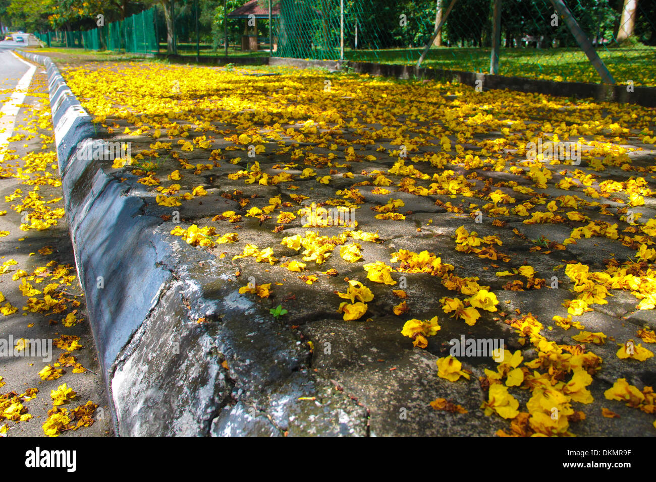 Curb flower hi-res stock photography and images - Alamy