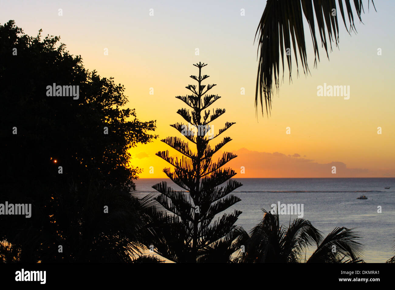 Mauritius pine hi-res stock photography and images - Alamy