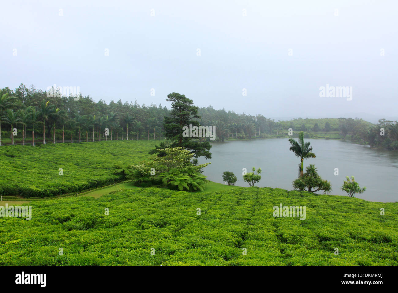Tea Plantations Mauritius Stock Photo - Alamy