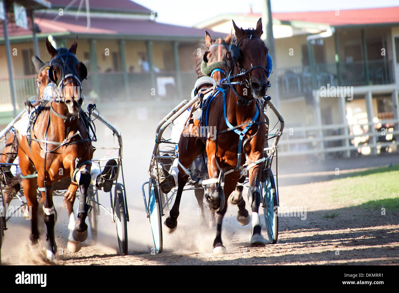 Trotting Harness High Resolution Stock Photography and Images - Alamy