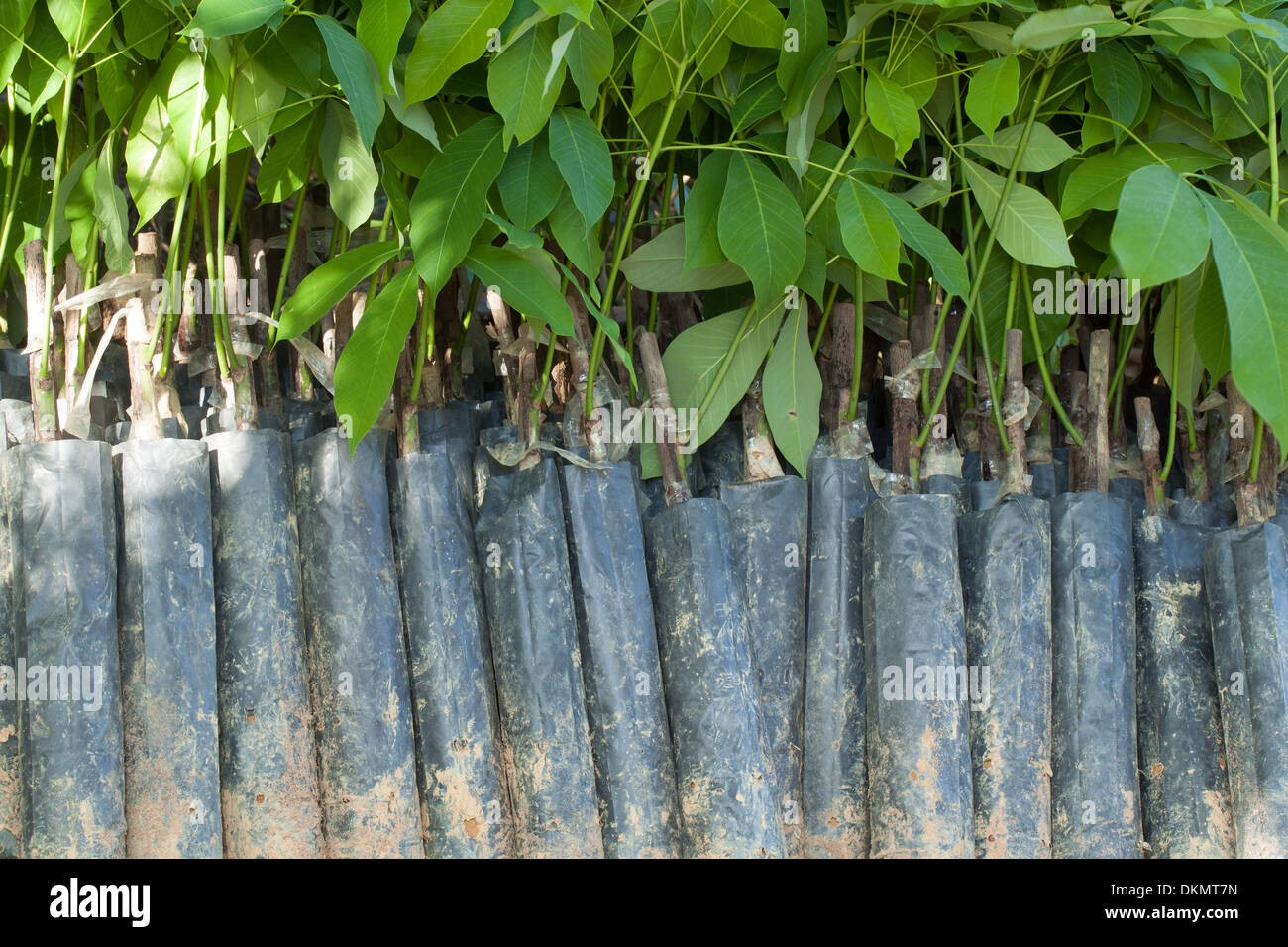 young rubber tree plant in black plastic bag Stock Photo - Alamy