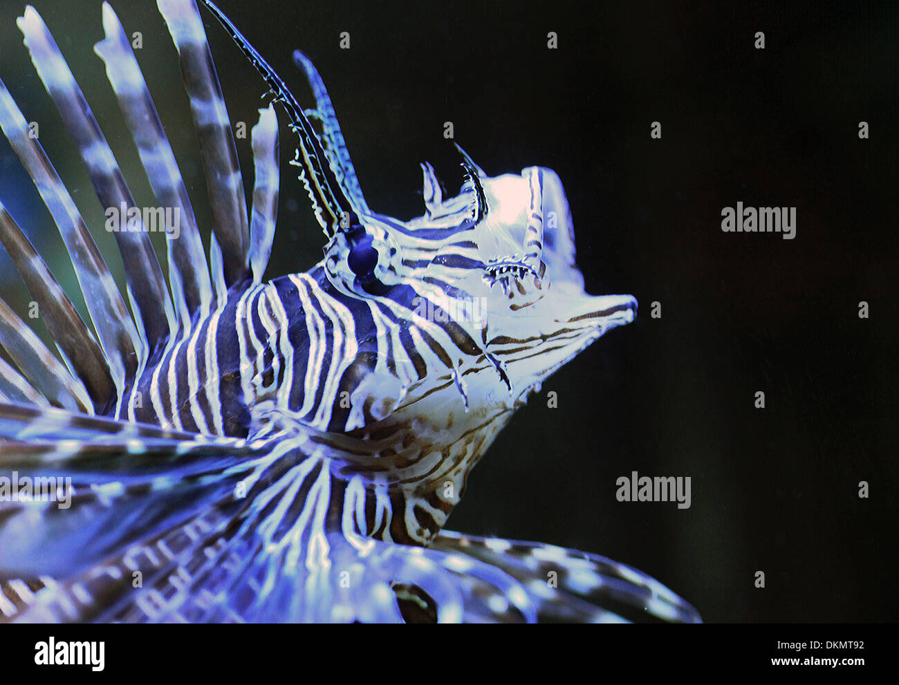 Gaping hi-res stock photography and images - Alamy