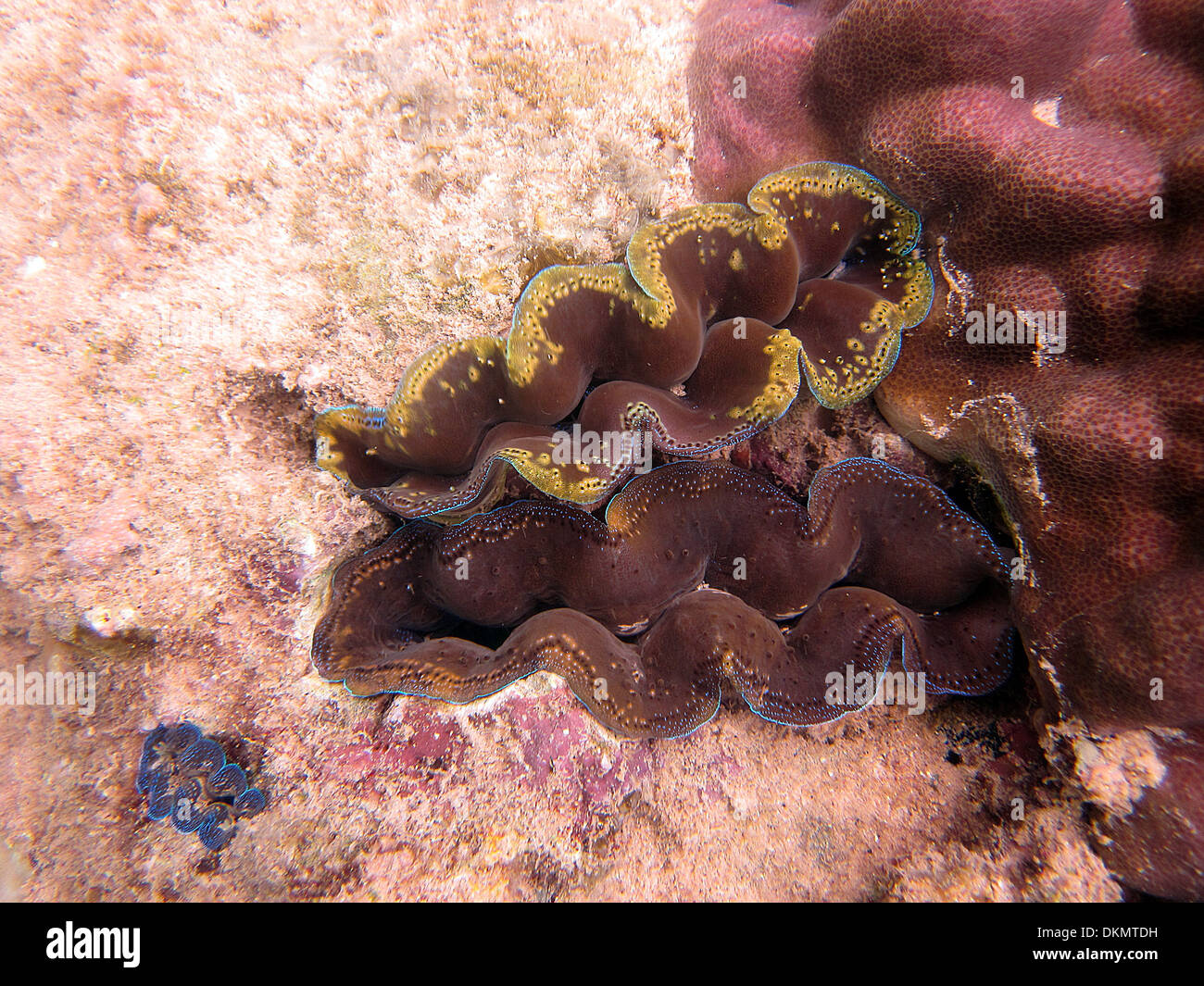 Underwater clam hi-res stock photography and images - Alamy