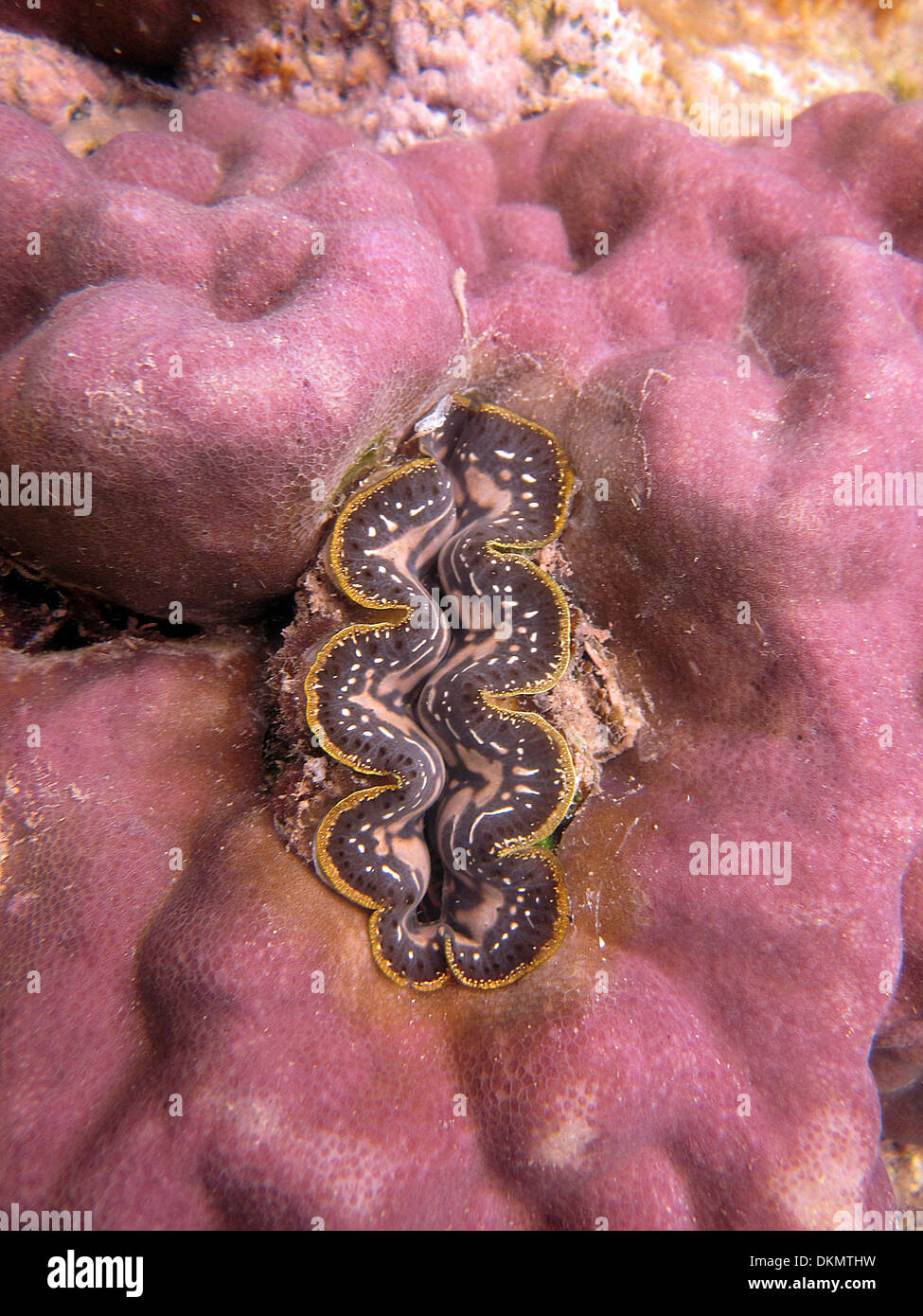 An underwater ridge hi-res stock photography and images - Alamy