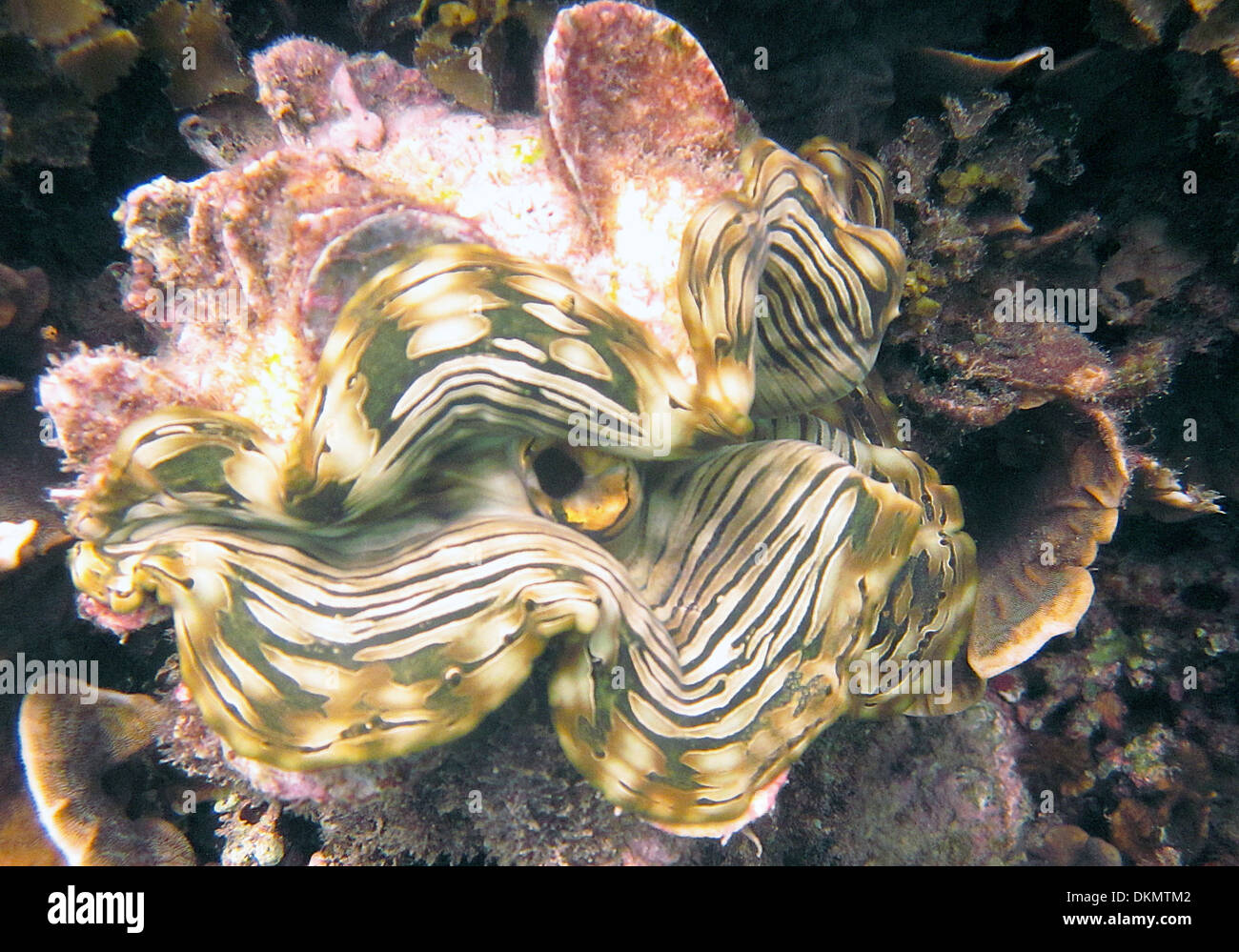 Diving Underwater Giant Clam Stock Photo - Alamy