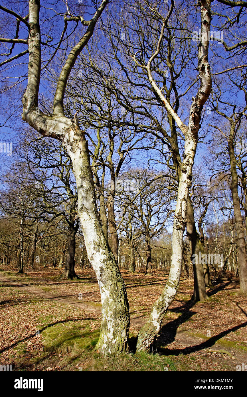 Sherwood forest winter hi-res stock photography and images - Alamy