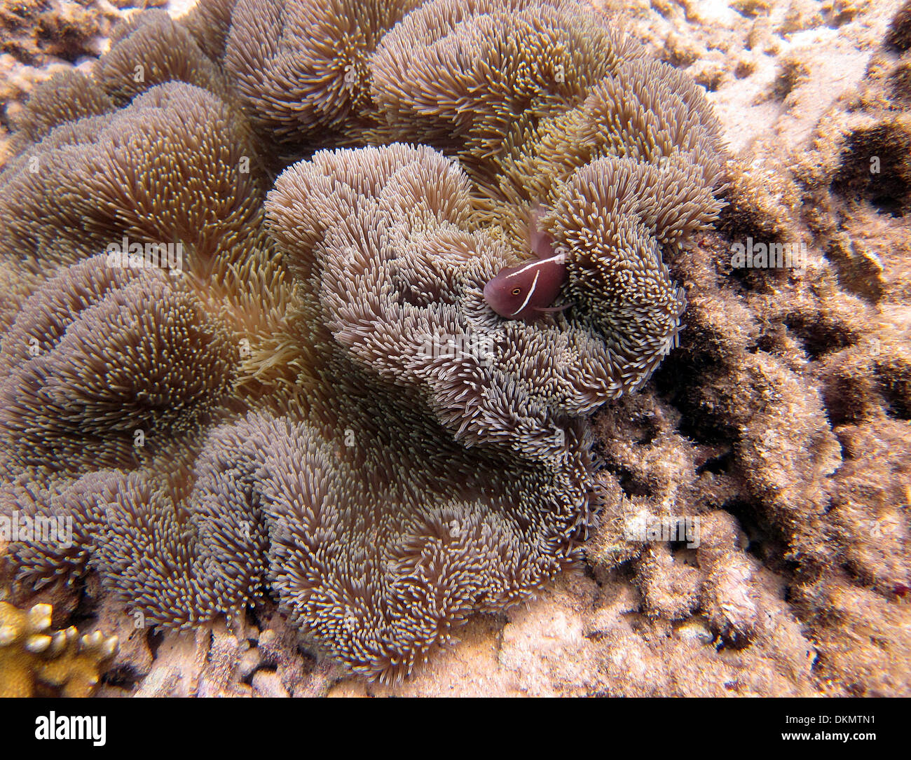 Diving Underwater Anemone Clown Stock Photo - Alamy