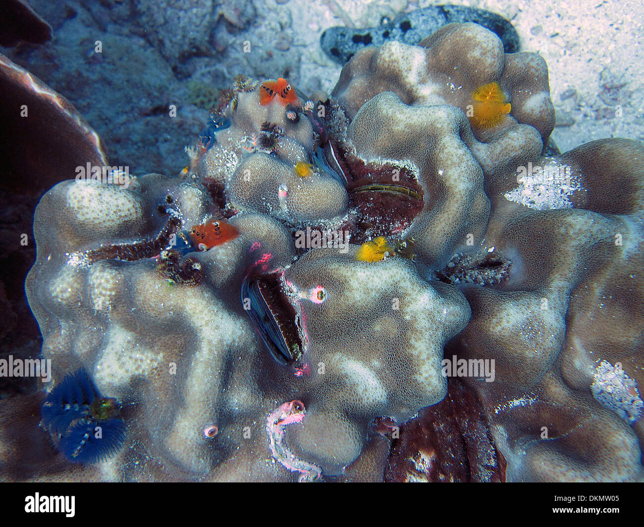 Tree underwater fish hi-res stock photography and images - Alamy