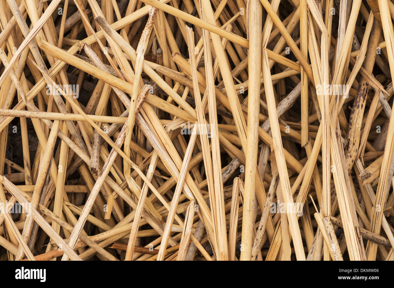 Dead plant plants hi-res stock photography and images - Alamy