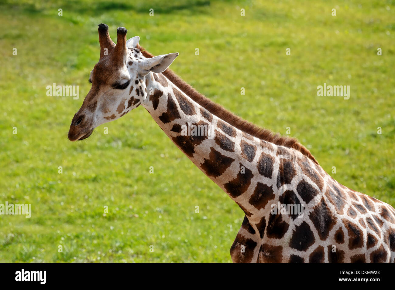 Close up shot tall grass hi-res stock photography and images - Alamy