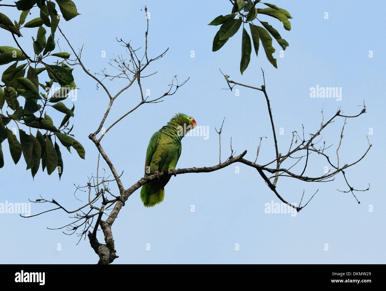 Mealy Parrot (Amazona farinosa). Drake Bay, Corcovado National Park ...