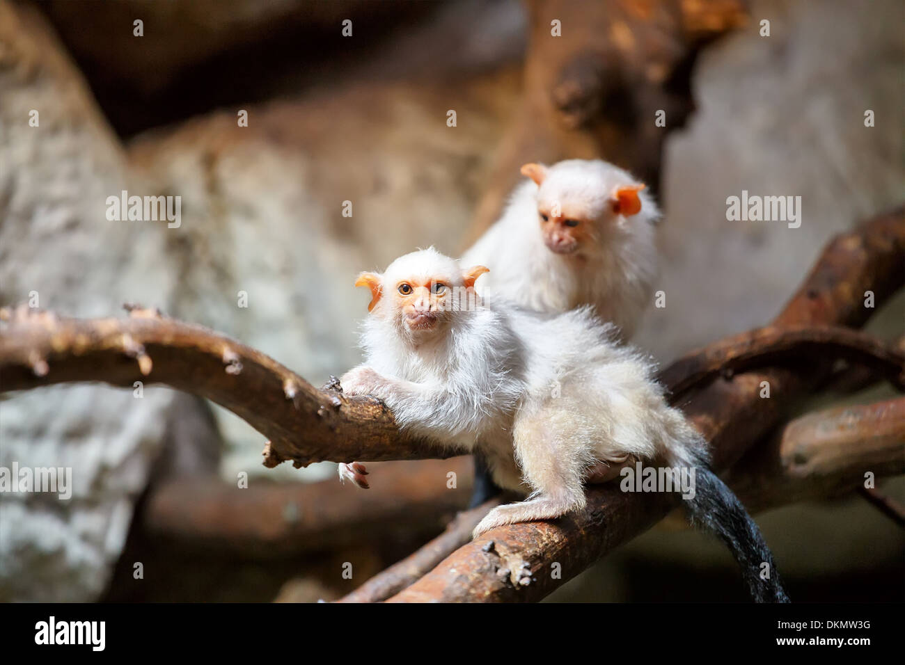 Marmoset High Resolution Stock Photography and Images - Alamy