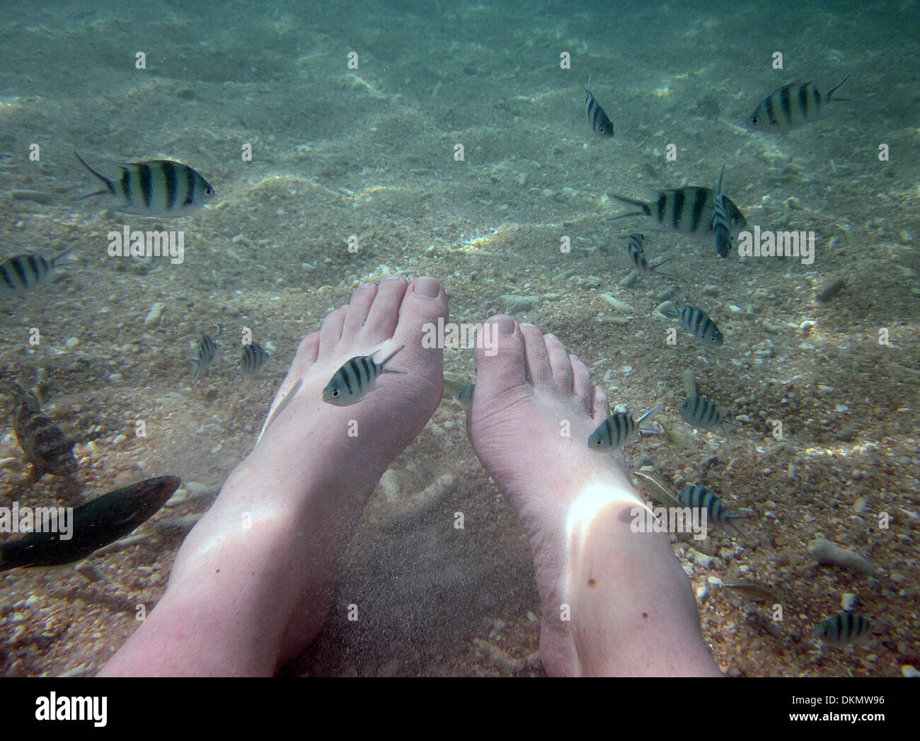 Diving Underwater Feet Sergeant Fish Stock Photo - Alamy