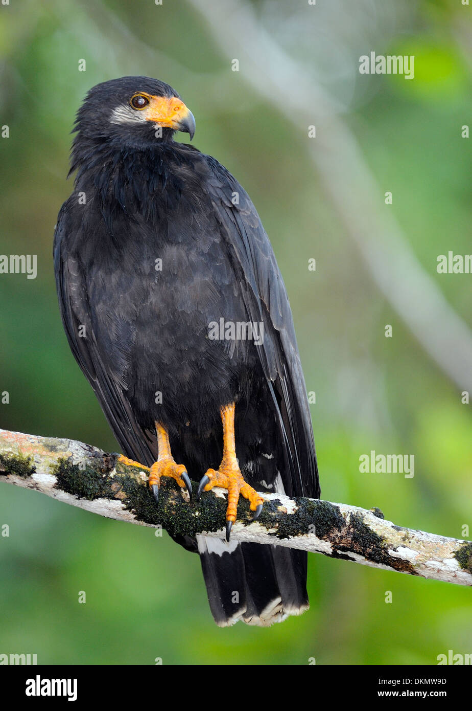 Mangrove black hawk hi-res stock photography and images - Alamy