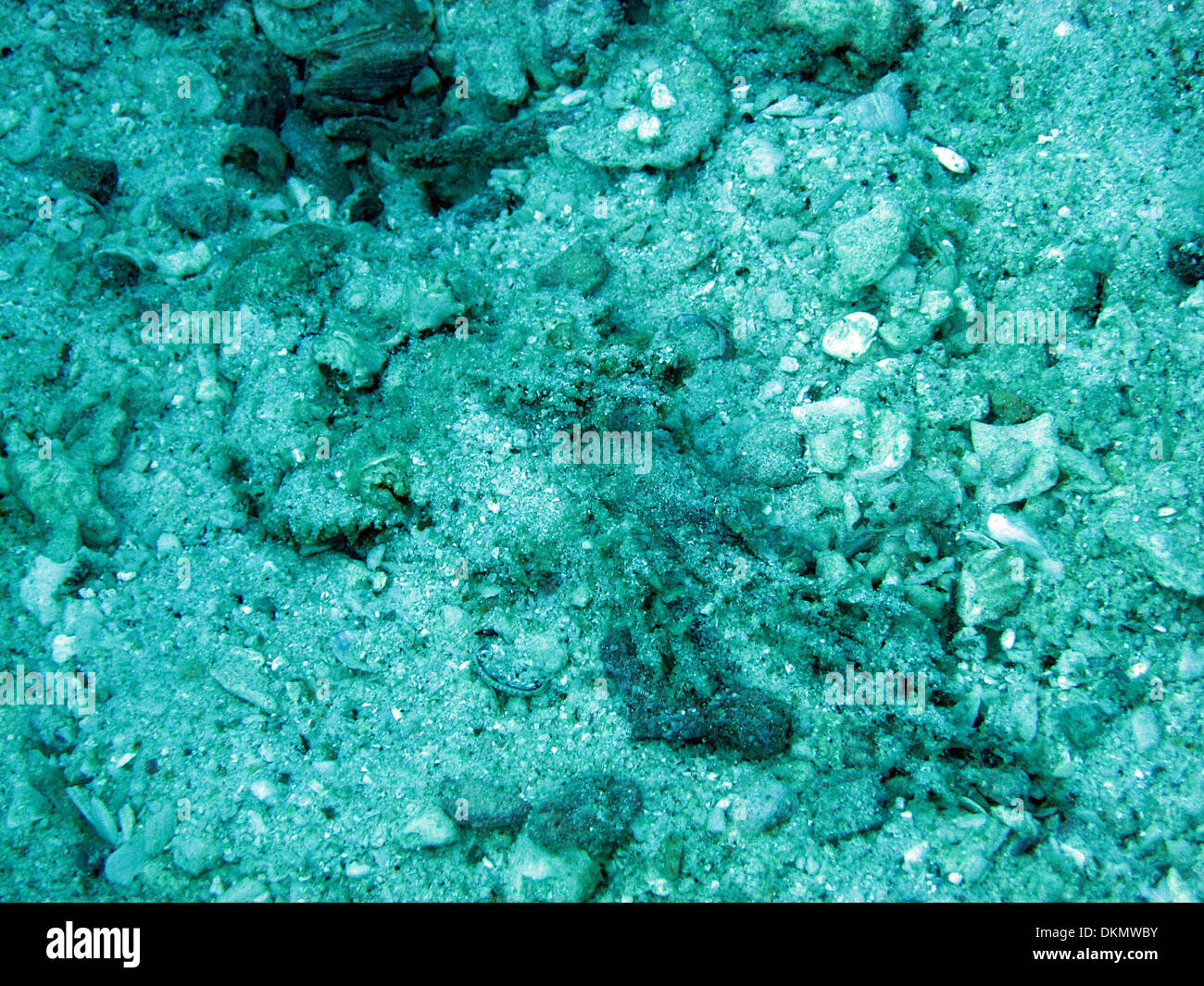 Diving Underwater Scorpion Fish Buried in sand Stock Photo - Alamy