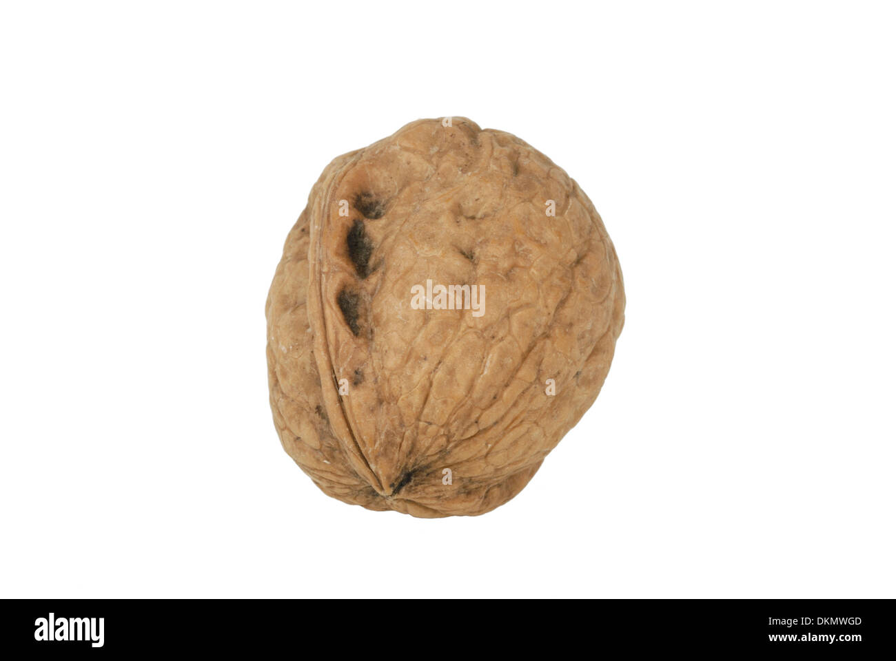 one nut on white background, isolated Stock Photo - Alamy