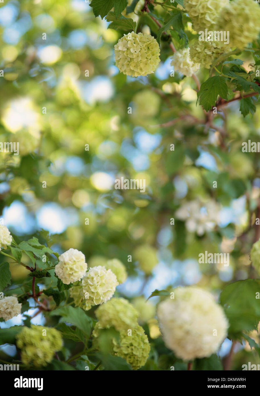 Spring background.White and light green flowers Stock Photo - Alamy