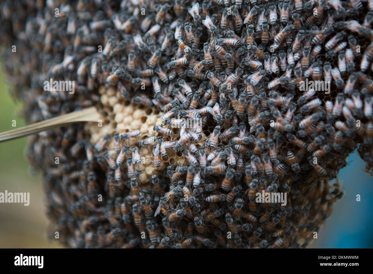 Worker bees swarm over honeycomb on a traditional Omani hive, Oman ...