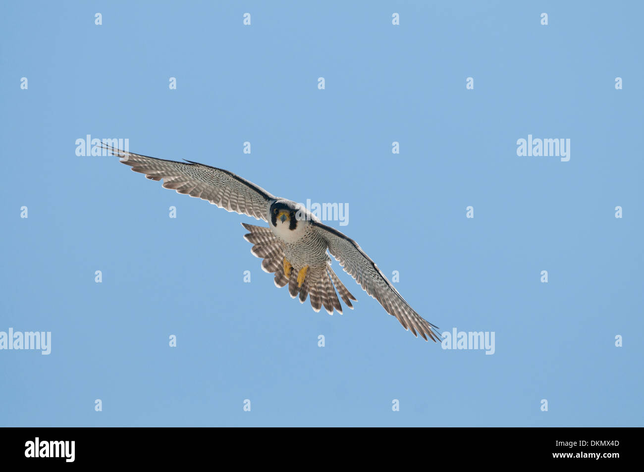 Peregrine falcon (Falco peregrinus). Male in flight over the white ...