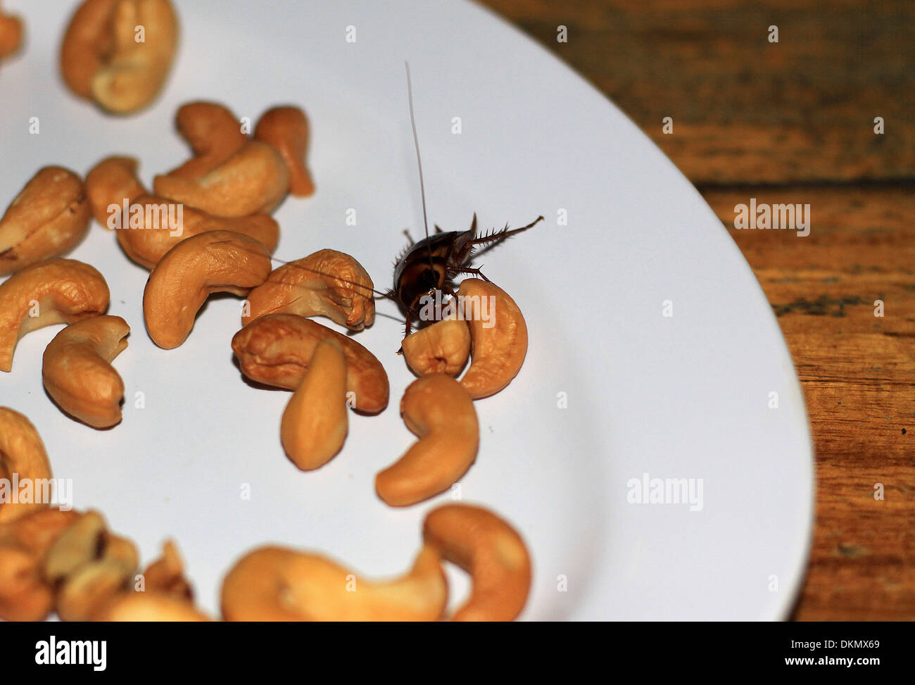 Cashews and bug Stock Photo - Alamy