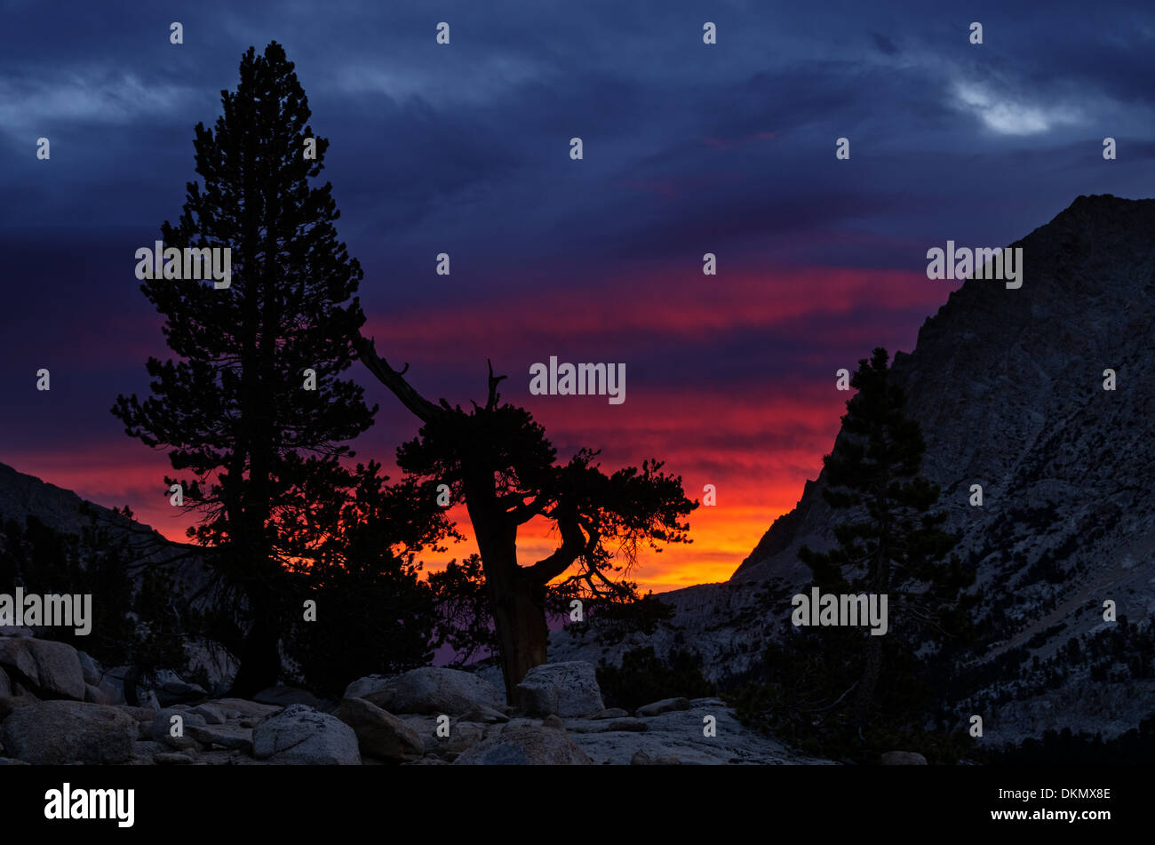 Sunrise with pine trees hi-res stock photography and images - Alamy