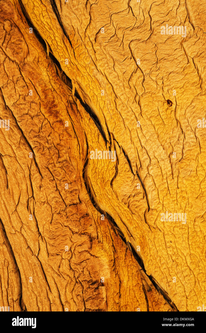 weathered split wood grain on an old pine tree Stock Photo - Alamy