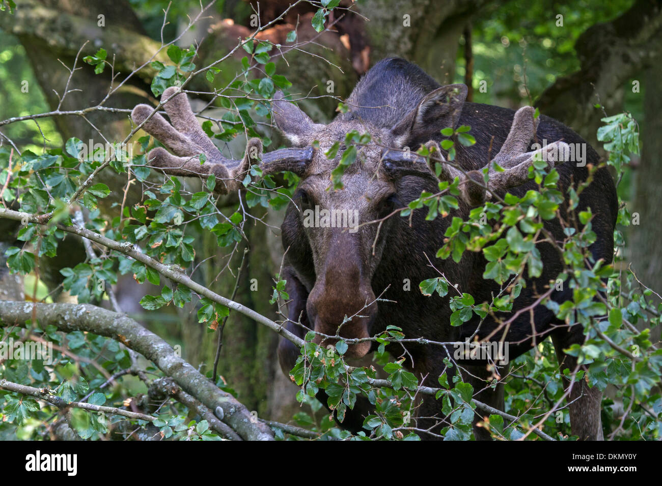 Moose / Alces alces Stock Photo - Alamy