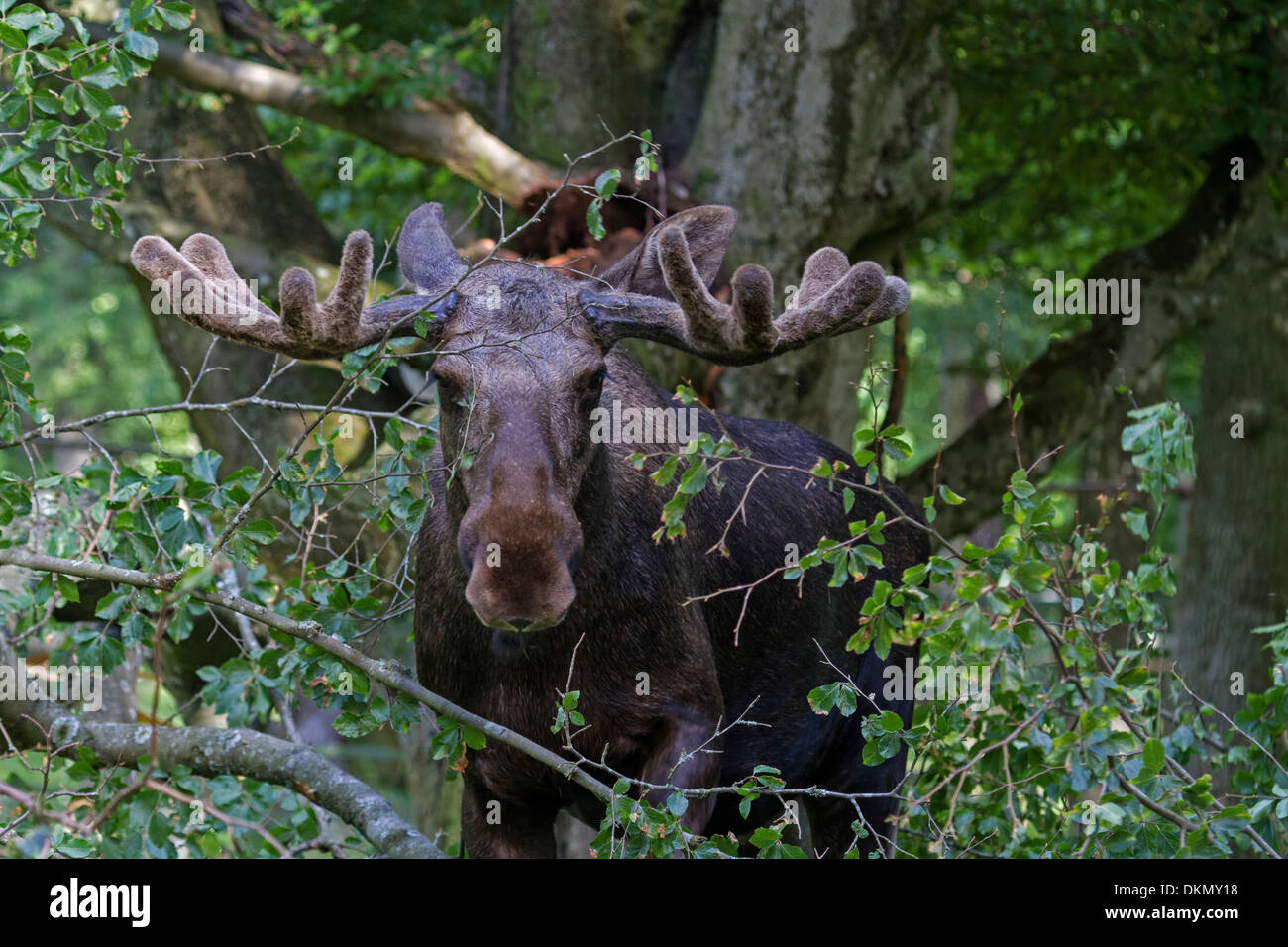 Moose / Alces alces Stock Photo - Alamy