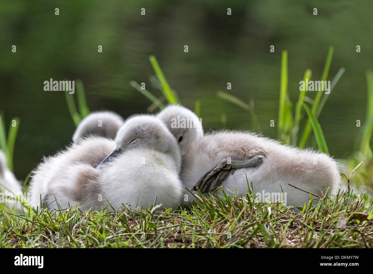 Fledgling swan hi-res stock photography and images - Alamy